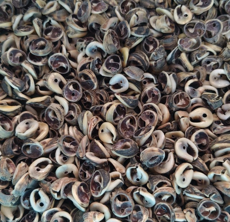 Seashell/Burie Kelia (500g) | Shopee Malaysia