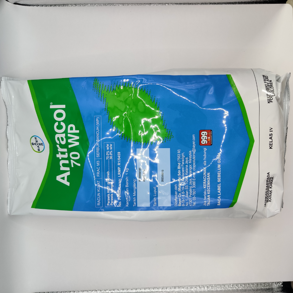 Antracol 70WP Antraknos Cercospora Capsici Pokok Cili Kebun Tanaman ...
