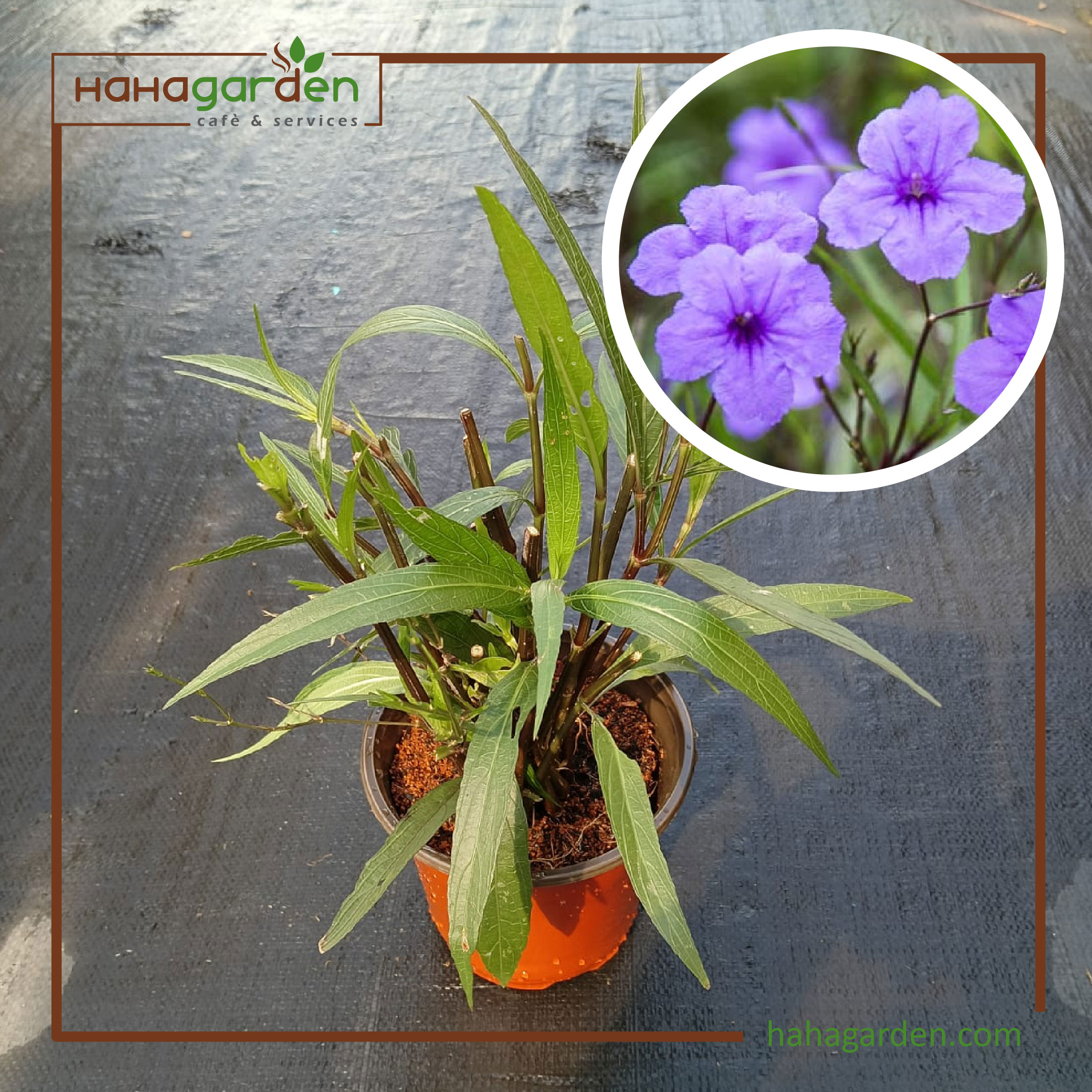 Anak Pokok Bunga Ruellia Ungu/ Ruellia Simplex Purple/ Petunia Mexico ...