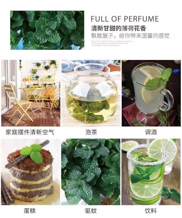 Biji Benih Bunga/ Biji Bernih Edible Mint (120 Seeds )/ Mint Seeds ...