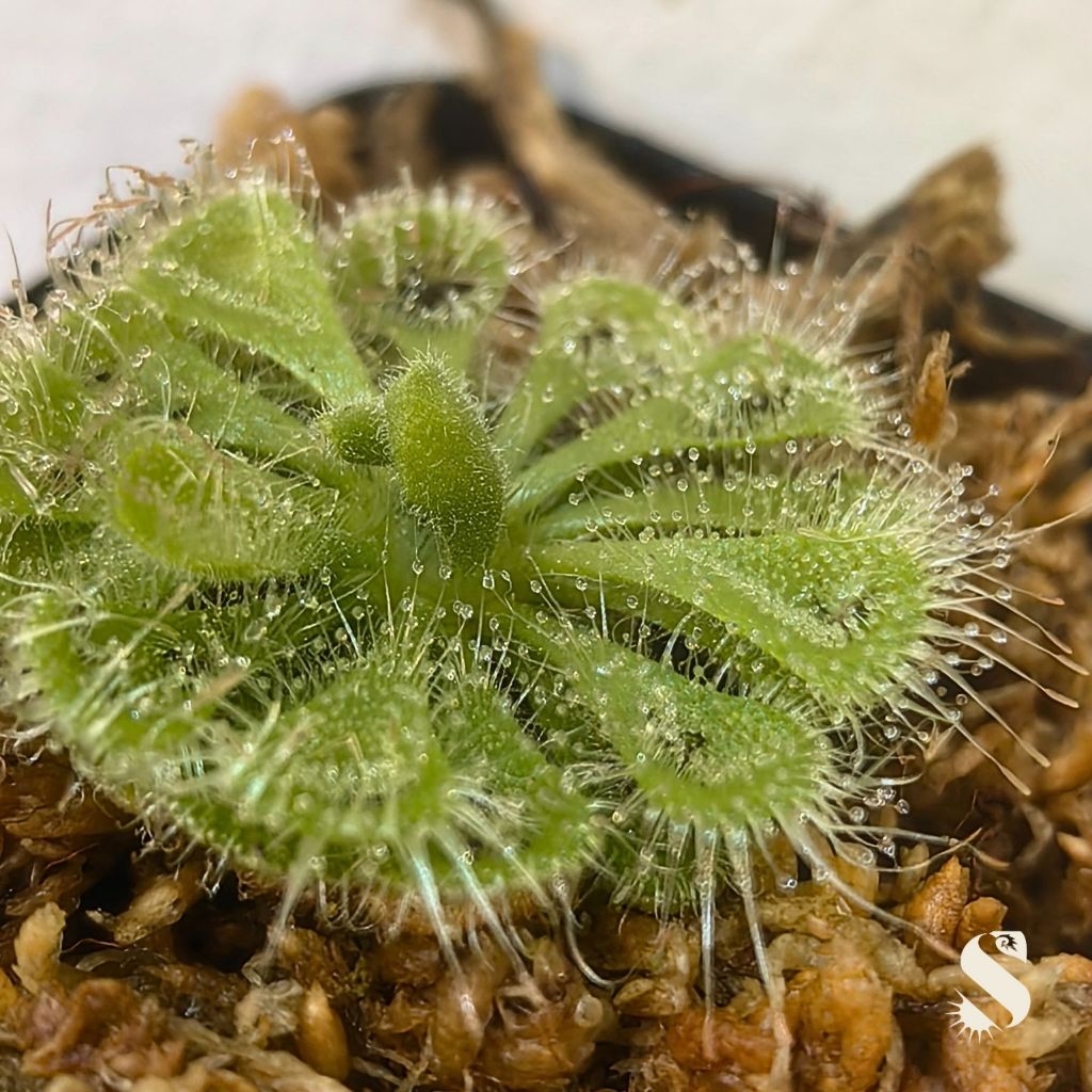 Drosera Burmanii Carnivorous Plant, Terrarium, Paludarium, Vivarium ...