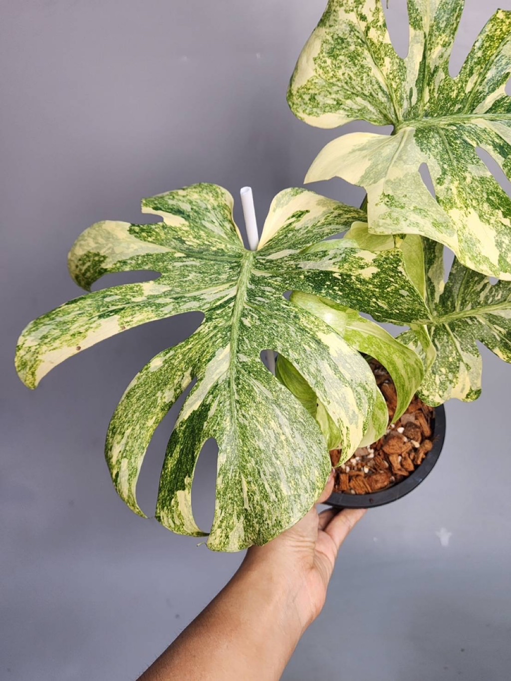 Monstera Deliciosa Legacy | Shopee Malaysia