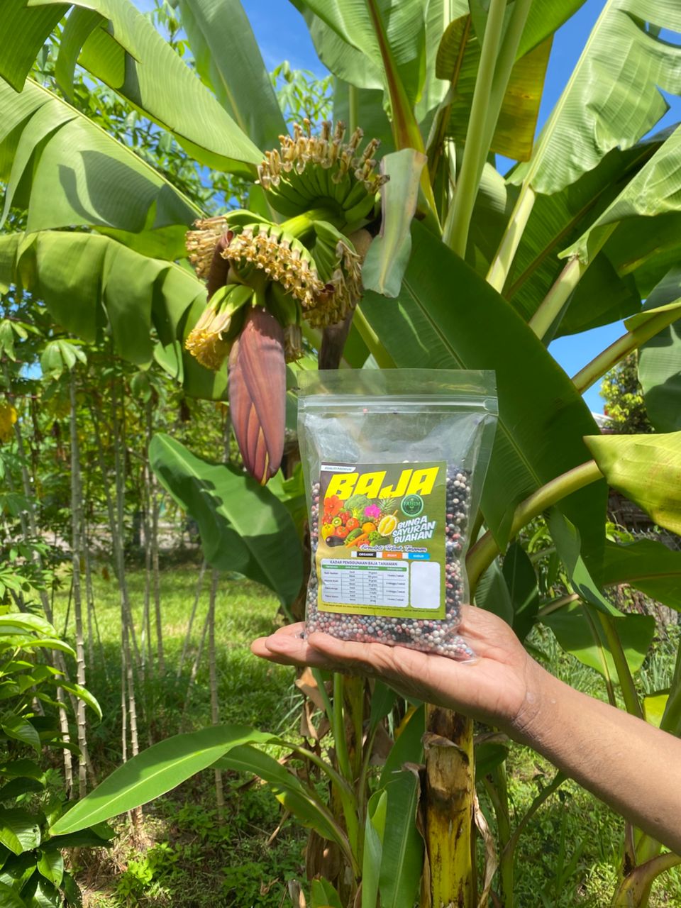 BAJA POKOK PISANG ( BUAH BERAT ) 1.5KG PEK JIMAT | Shopee Malaysia