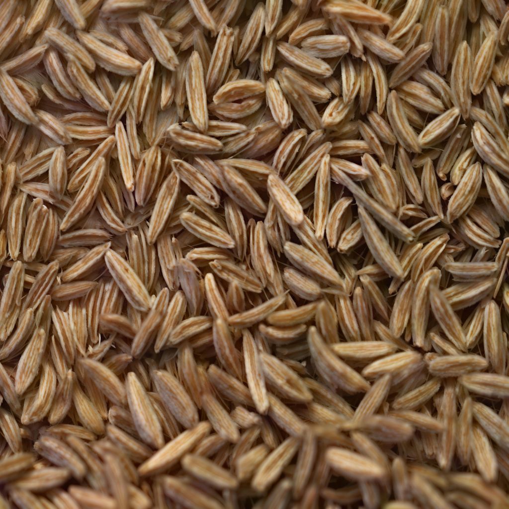 Cumin Seed 1kg Jintan Putih Jira | Shopee Malaysia