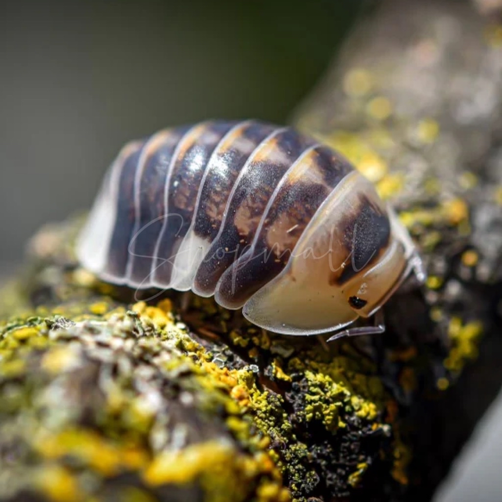 Premium Isopod Chow Variety Mix Blend (Isopod Food Springtail Food ...