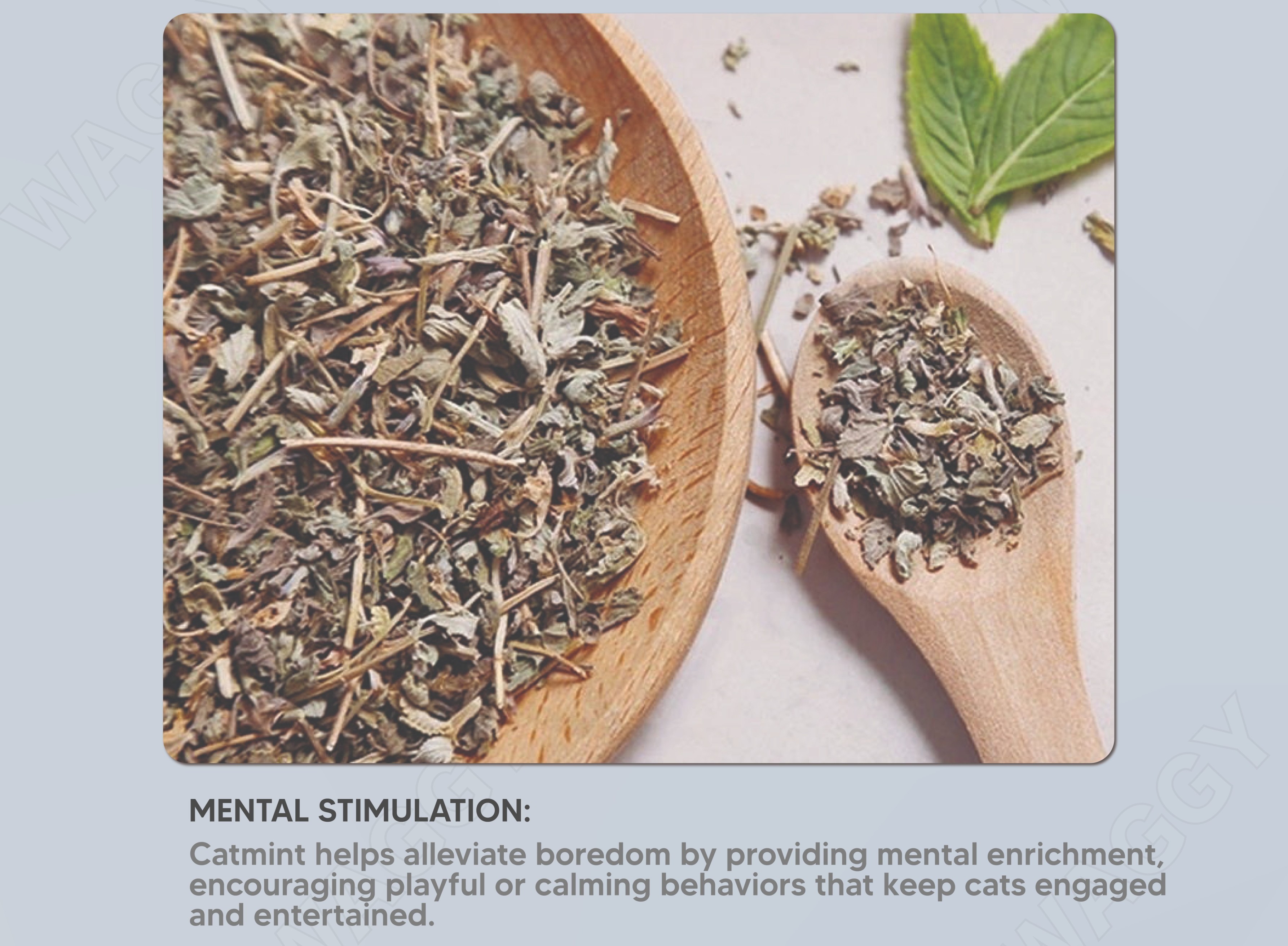 WaggyWaggy 5g Pure CatMint Powder Catnip Organic Cat Kitten Toys ...