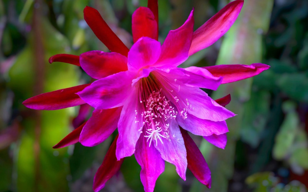 Anak Pokok Bakawali Magenta | Shopee Malaysia