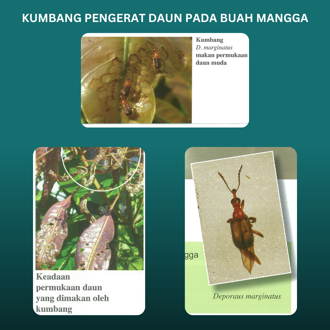 3kg Racun Serangga Buah Sayur Tumbuhan (Fruit vegetables Dinotefuran 1% ...