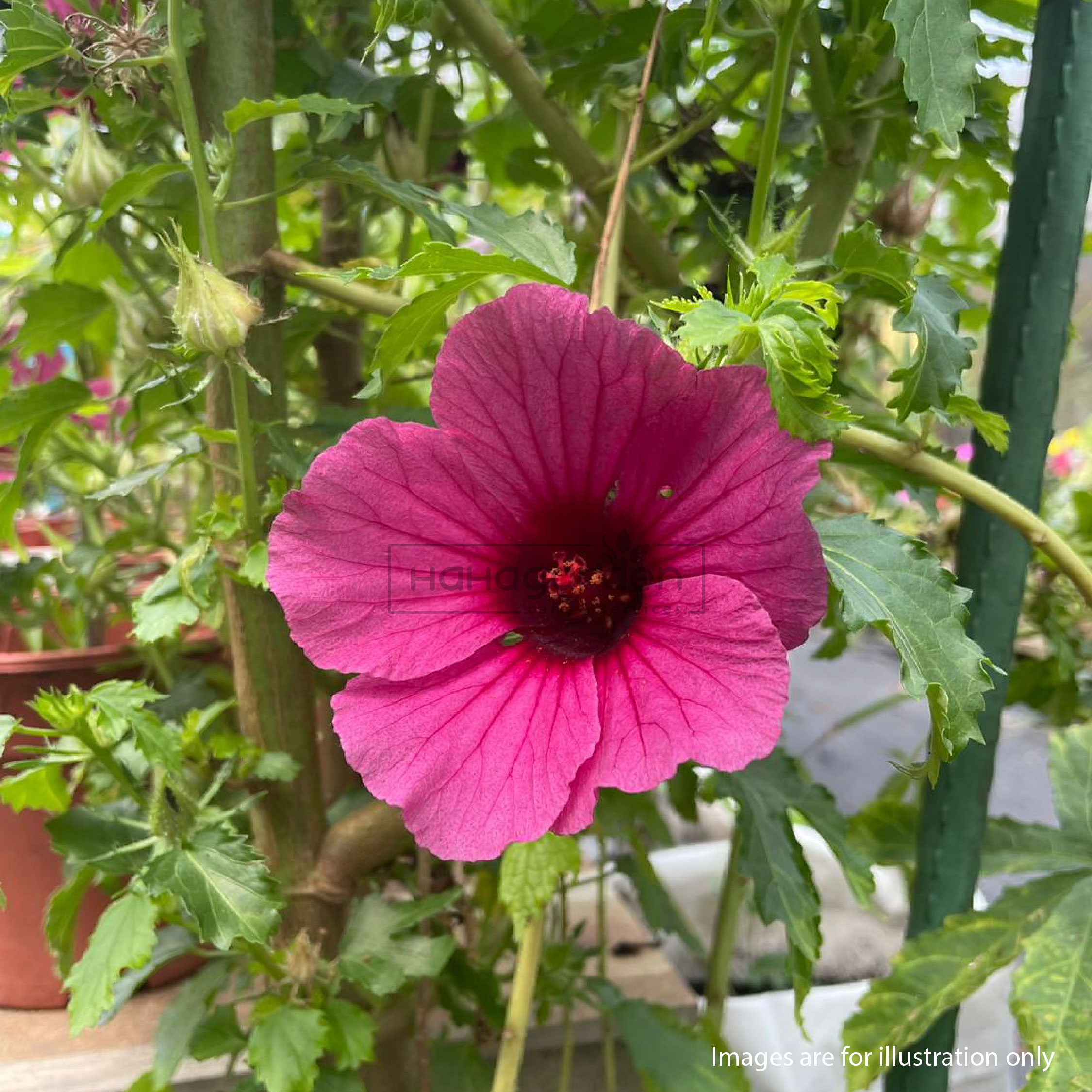 Anak Pokok Kenaf/ Kenaf Sapling/ Bunga Raya Hutan/ Hibiscus Cannabinus ...