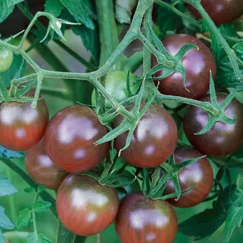 Benih Tomato Ceri Ungu(30 Seeds)/紫珍珠小番茄种子/紫色圣女果/Pearl Purple Cherry ...