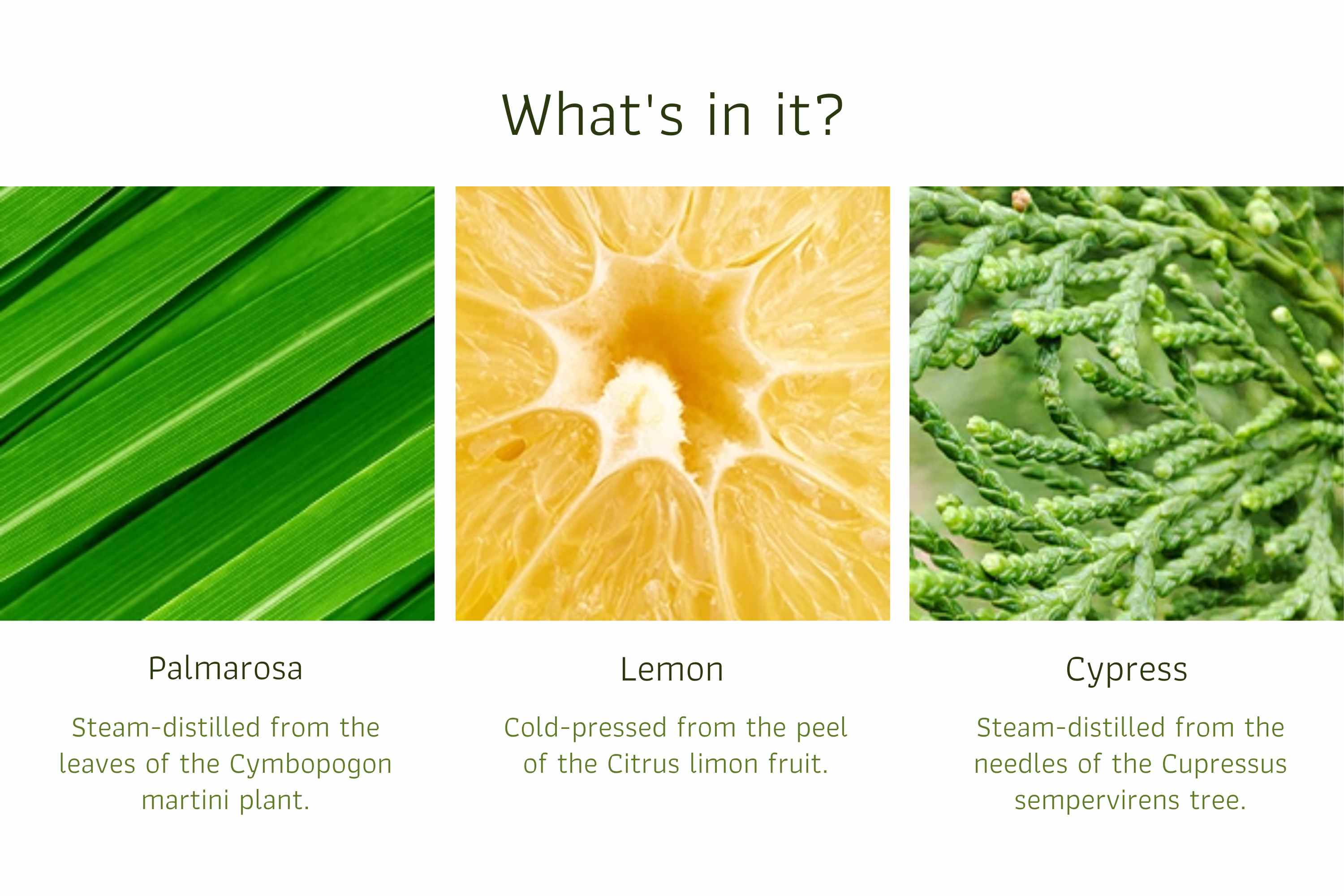 PLANT THERAPY Deodorizing Powder (16oz) | Shopee Malaysia