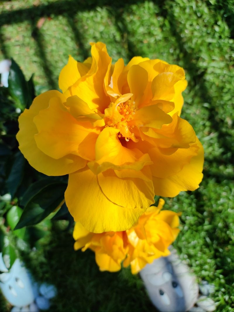 双重瓣(金黄)朱槿花苗/Flower Seedlings Plants (Yellow )Double Hibiscus /Anak ...