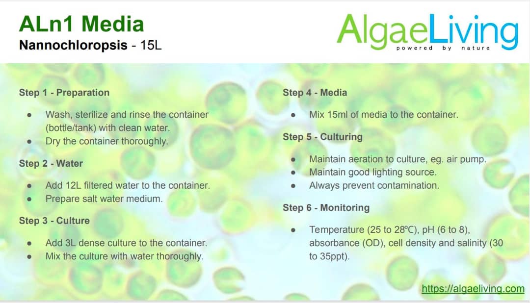 (WHOLESALE) Algae Living Fresh Nannochloropsis Oculata for Rotifer ...