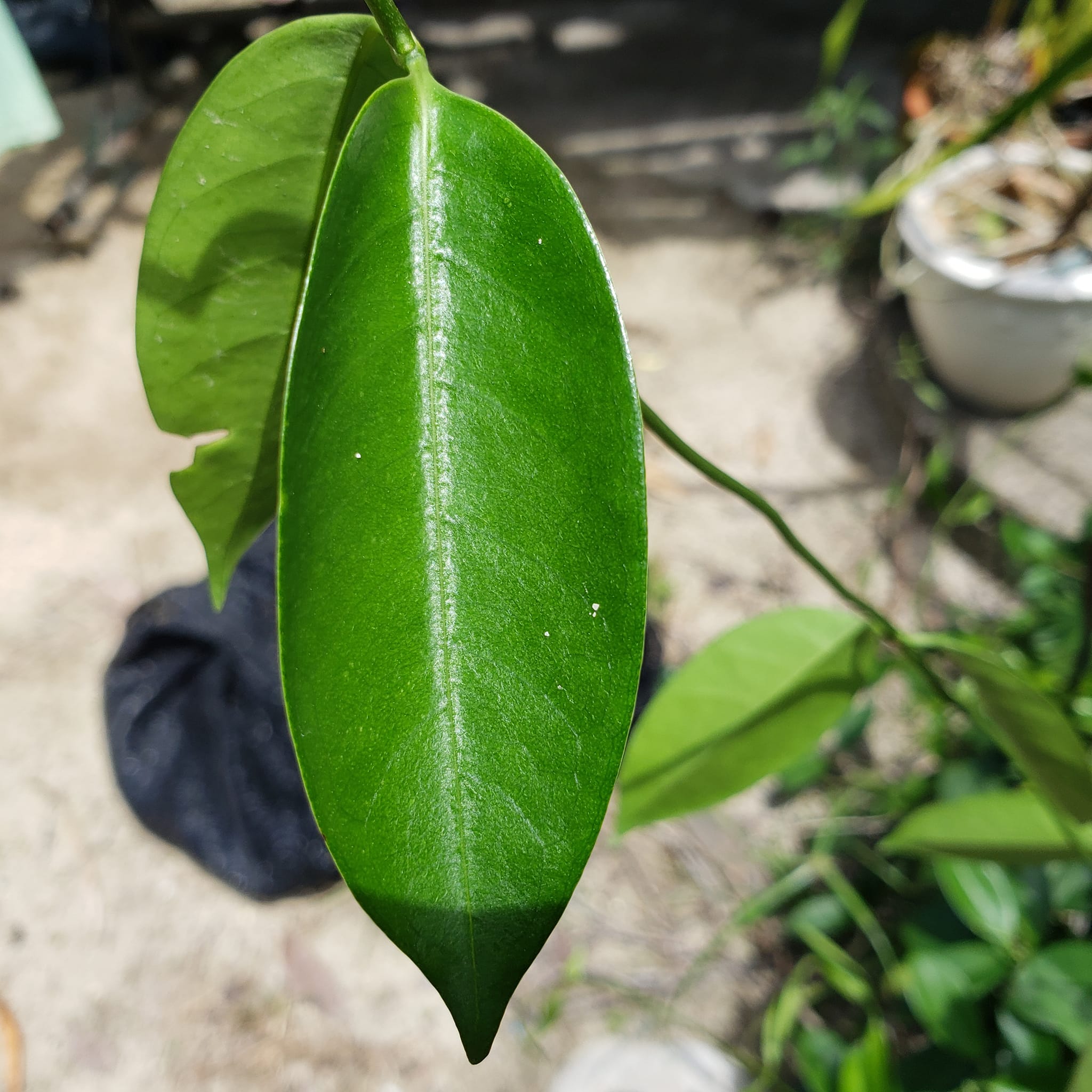 ANOR - Anak pokok kitam/pitam/sitam/Marsdenia tinctoria plant sapling ...