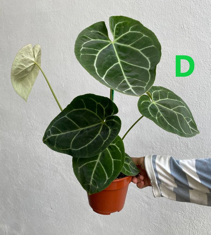 Anthurium Minahasa - Aroid Live Indoor Plant Pokok Tanaman Hiasan ...