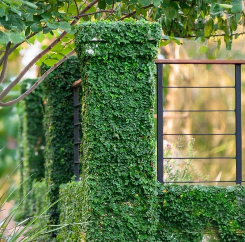 rina • pokok ara jalar 1 bag kecil • one bag ficus pumila creeping fig ...