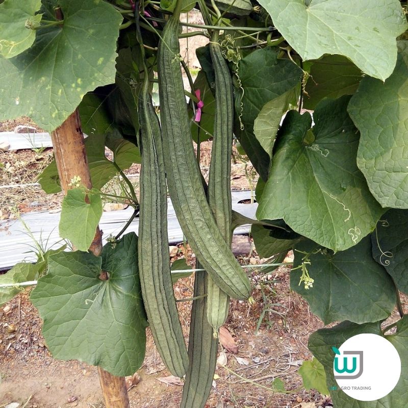 [3322] F1 Hybrid Grade A Long Luffa Seeds | Benih F1 Hibrid Petola Segi ...