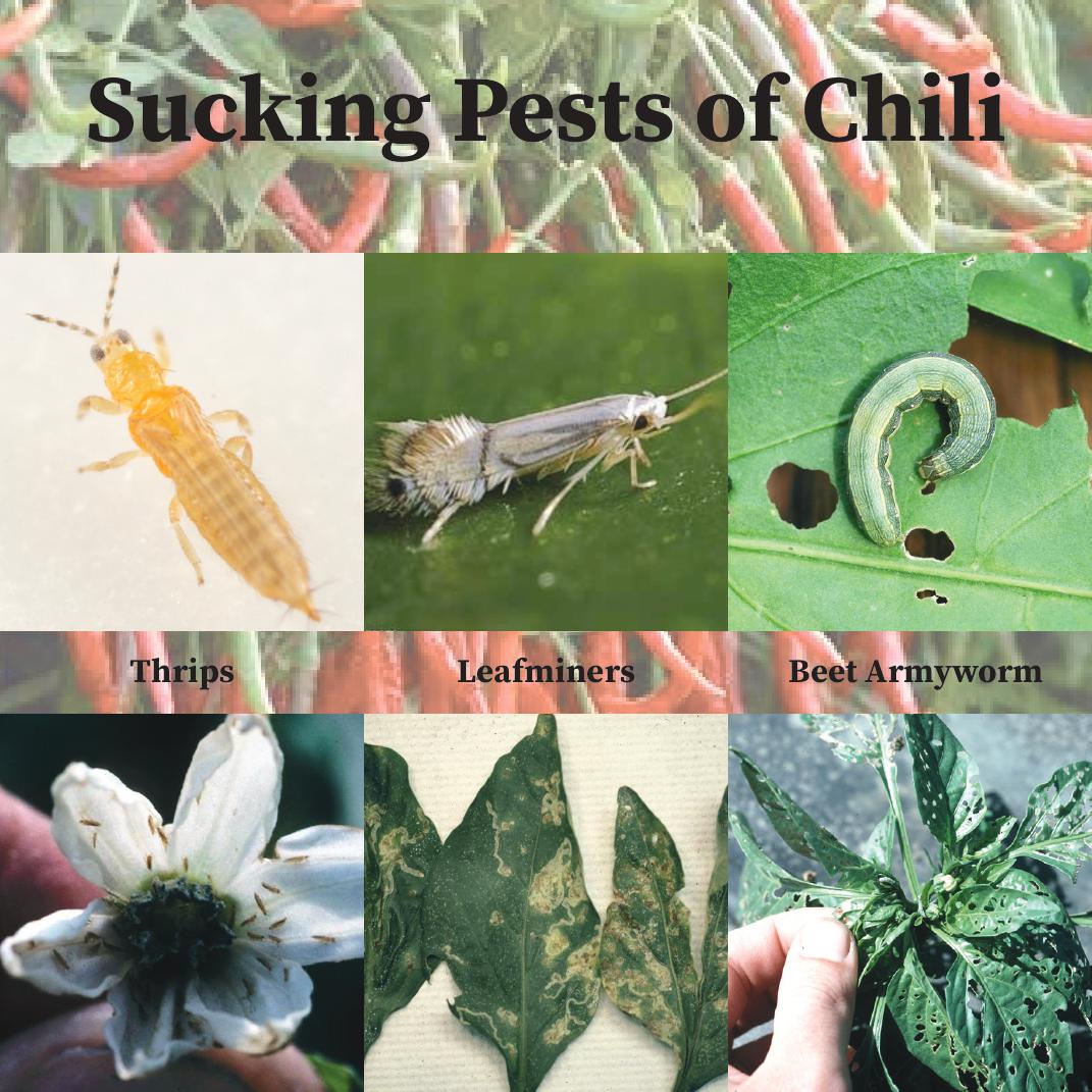 2kg 𝐓𝐡𝐚𝐢𝐥𝐚𝐧𝐝 𝐒𝐭𝐚𝐫𝐤𝐥𝐞 𝐆 Insecticide Racun Serangga Fruits vegetables ...