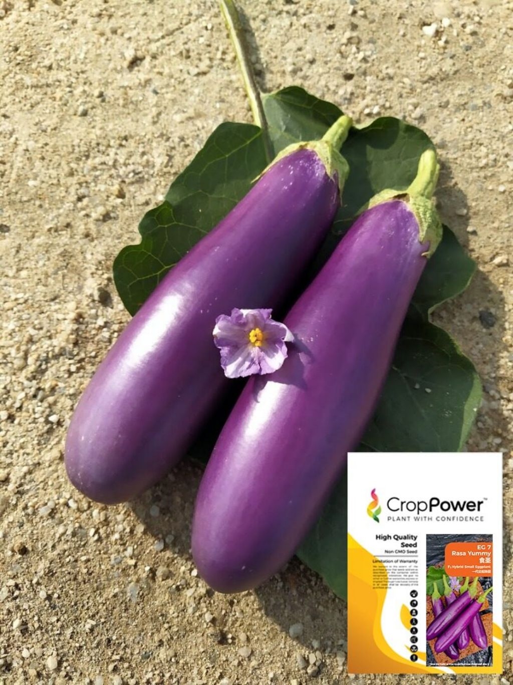 HSK [30pc] TERUNG UNGU MINI F1 SMALL EGGPLANT SEED RASA YUMMY EG 7 BIJI ...