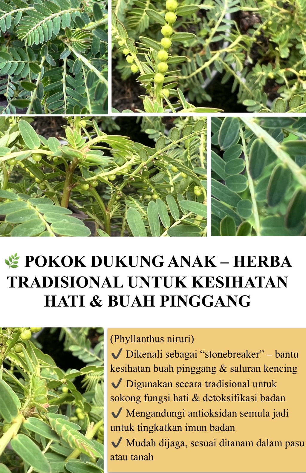 Anak Pokok Dukung Anak Merah – Herba Hati & Buah Pinggang – Live Plant ...
