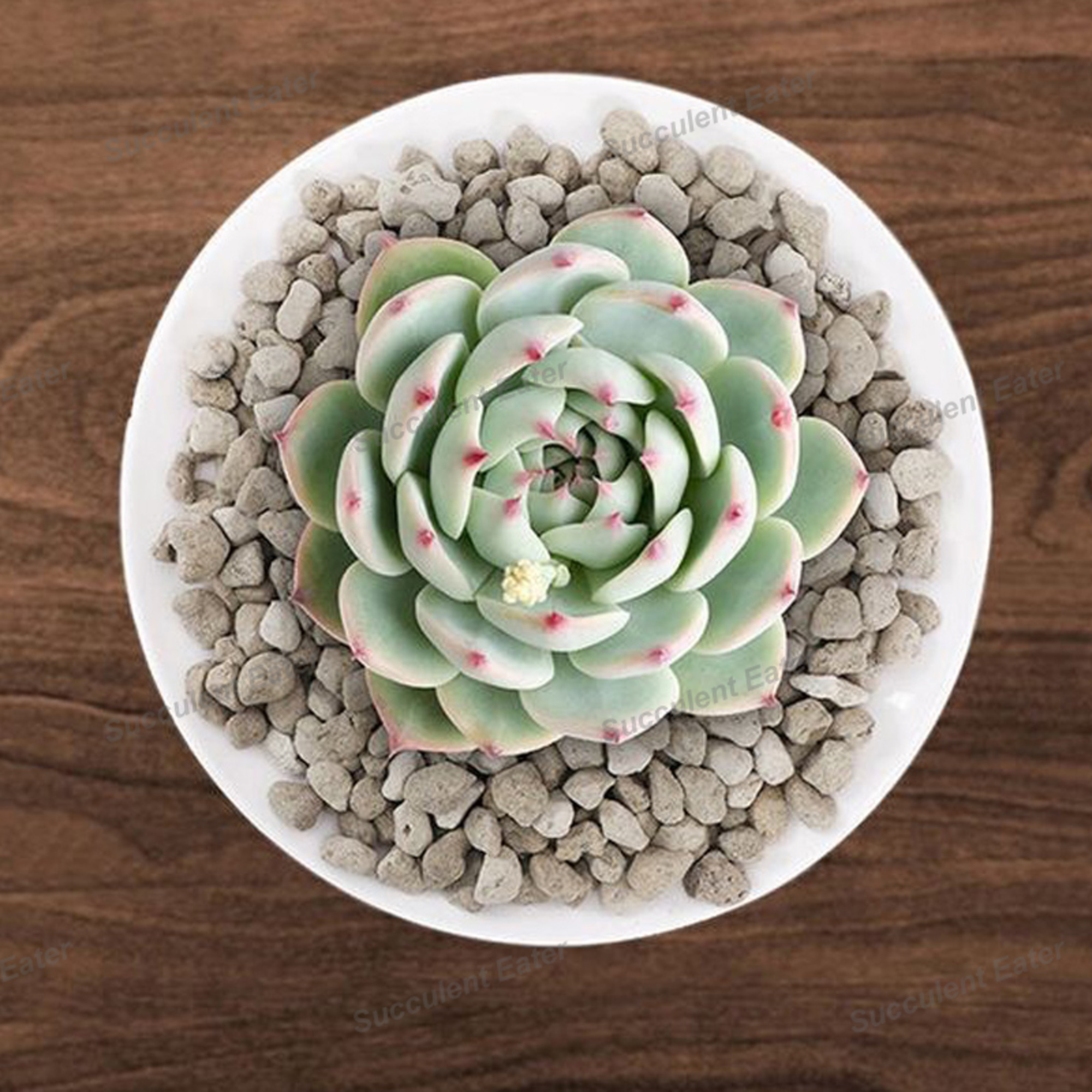 (1 Liter) Pumice Stone Batu Pumis Cactus Succulent Soil Filter Media ...