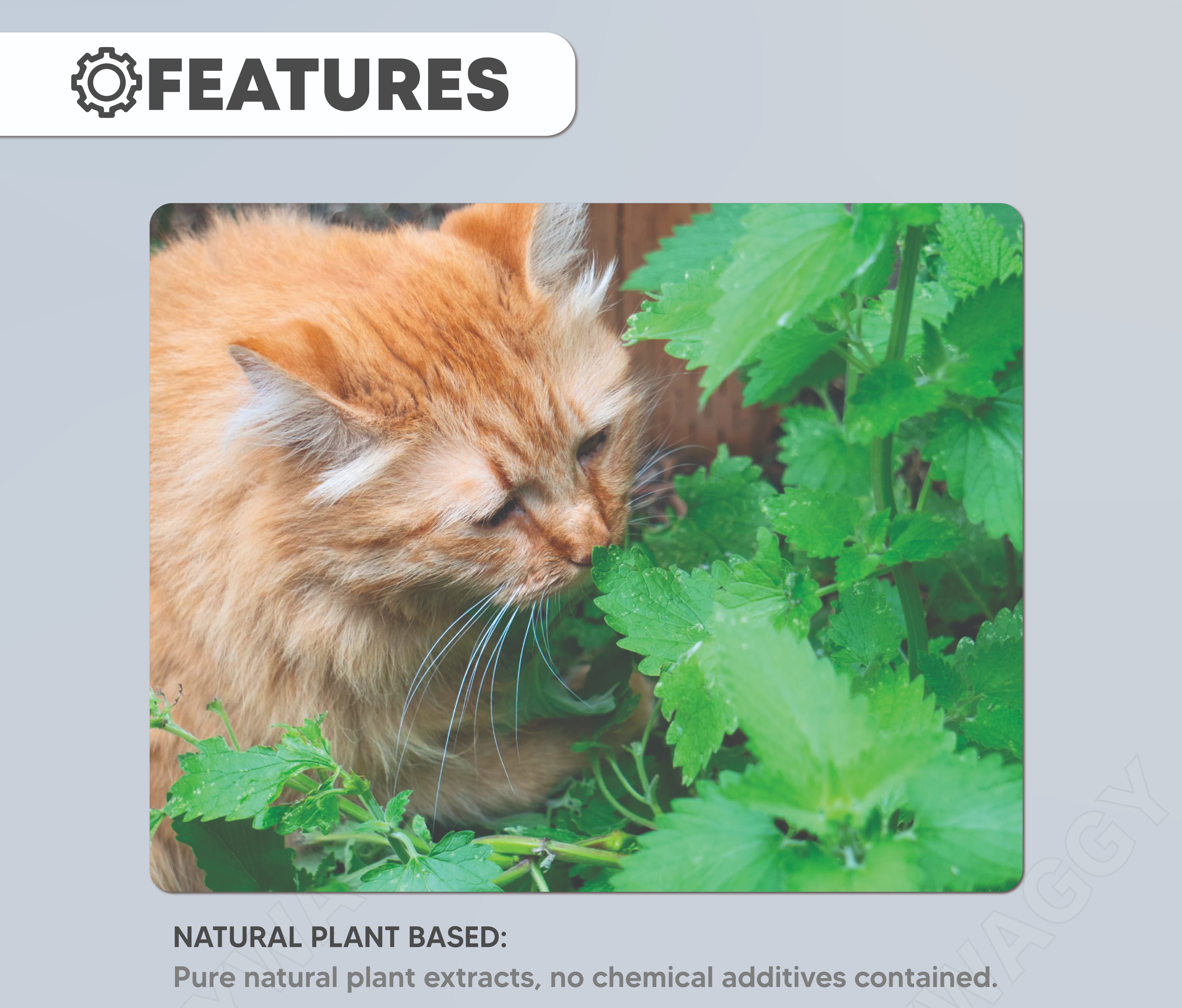 WaggyWaggy 5g Pure CatMint Powder Catnip Organic Cat Kitten Toys ...