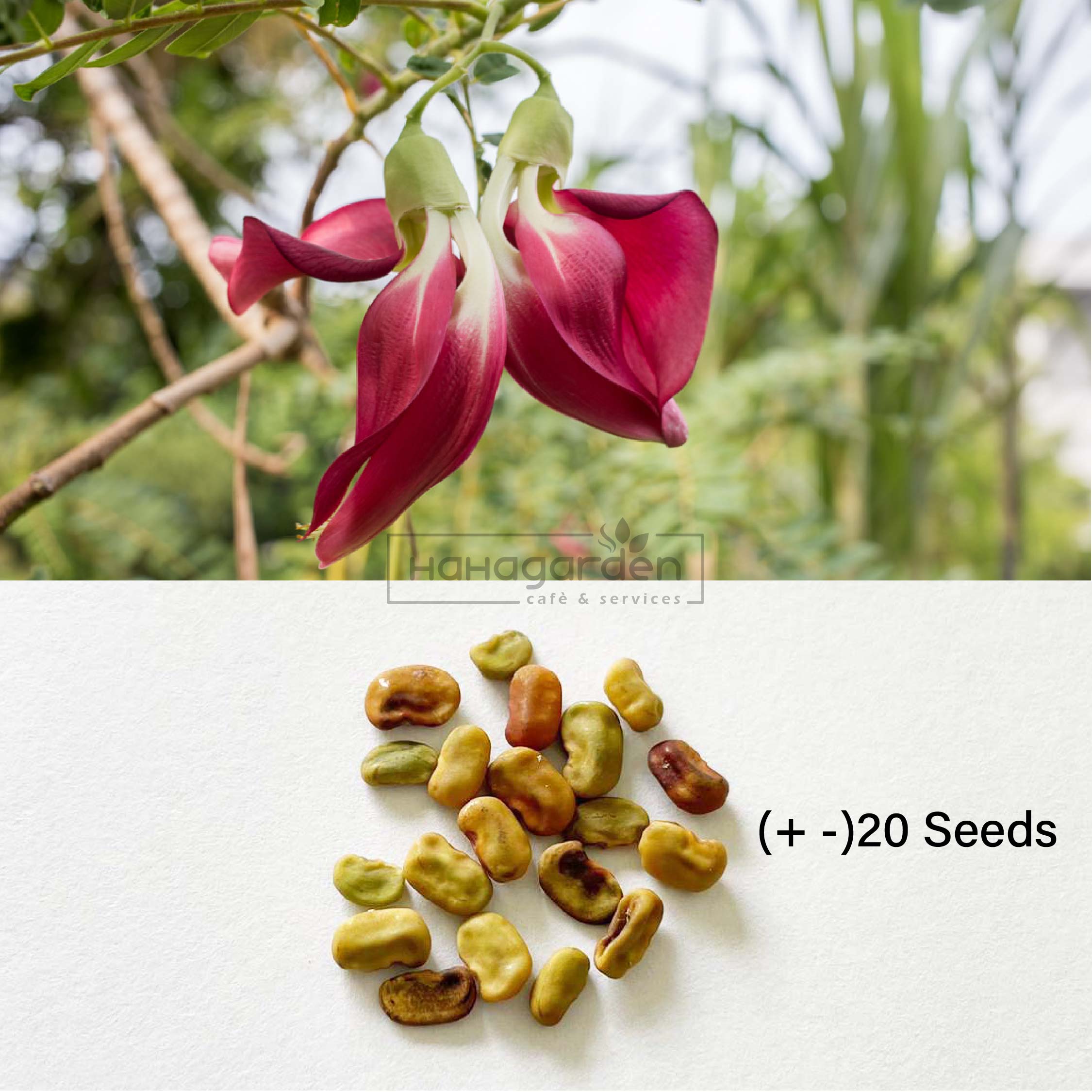 Biji Benih Pokok Turi Merah/ Geti Merah/ Benih Sayur/ Ulam/ Sesbania ...