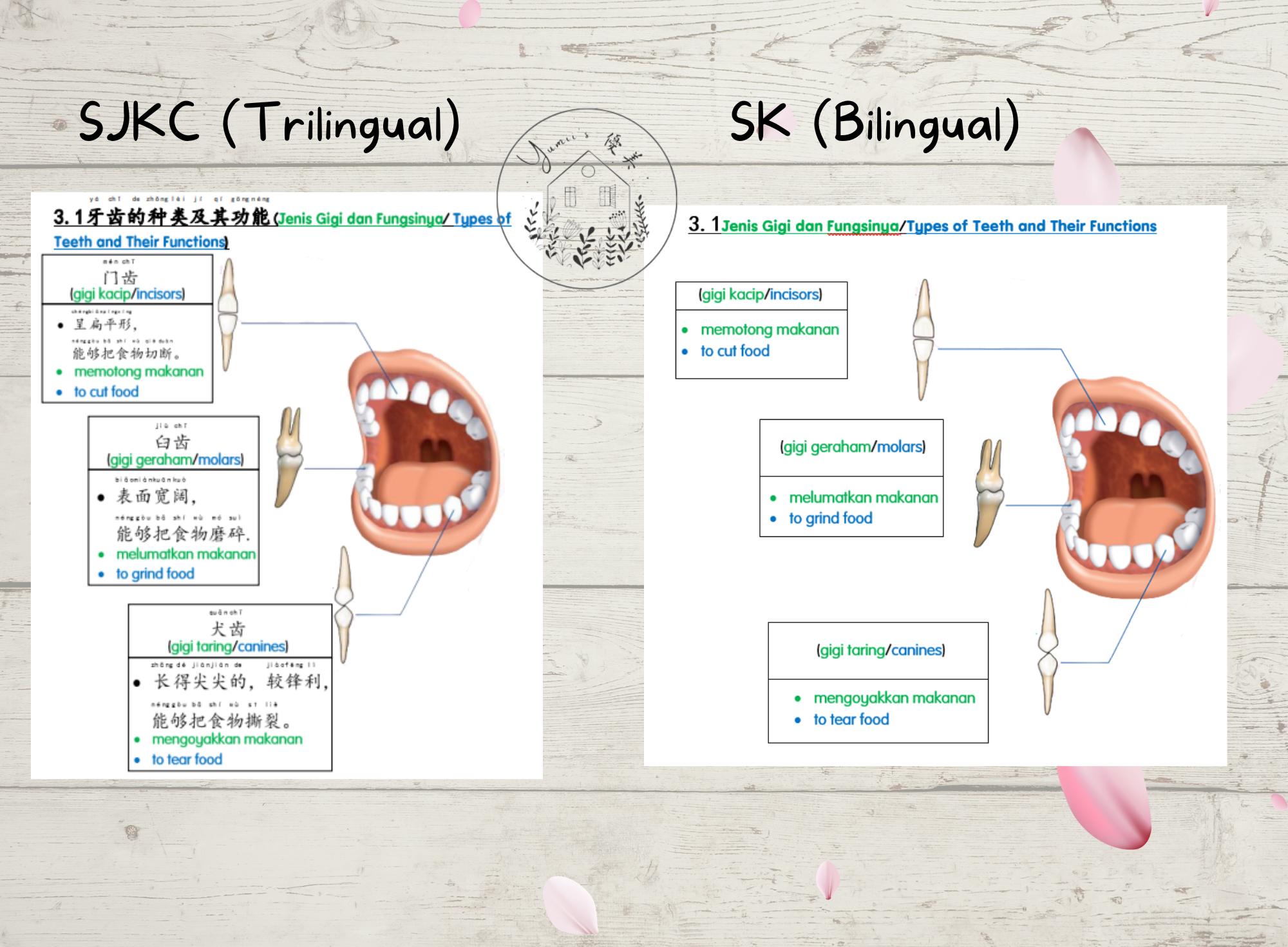KSSR SJKC/SK Nota Sains Tahun 3 | Year 3 Science Notes(Colour version ...