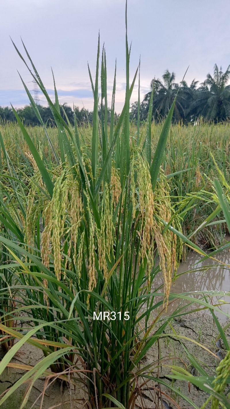 (benih p@di)°50gram°TANAM DALAM PASU/LANDSKAP>MR315/PADI KAMPUNG ...