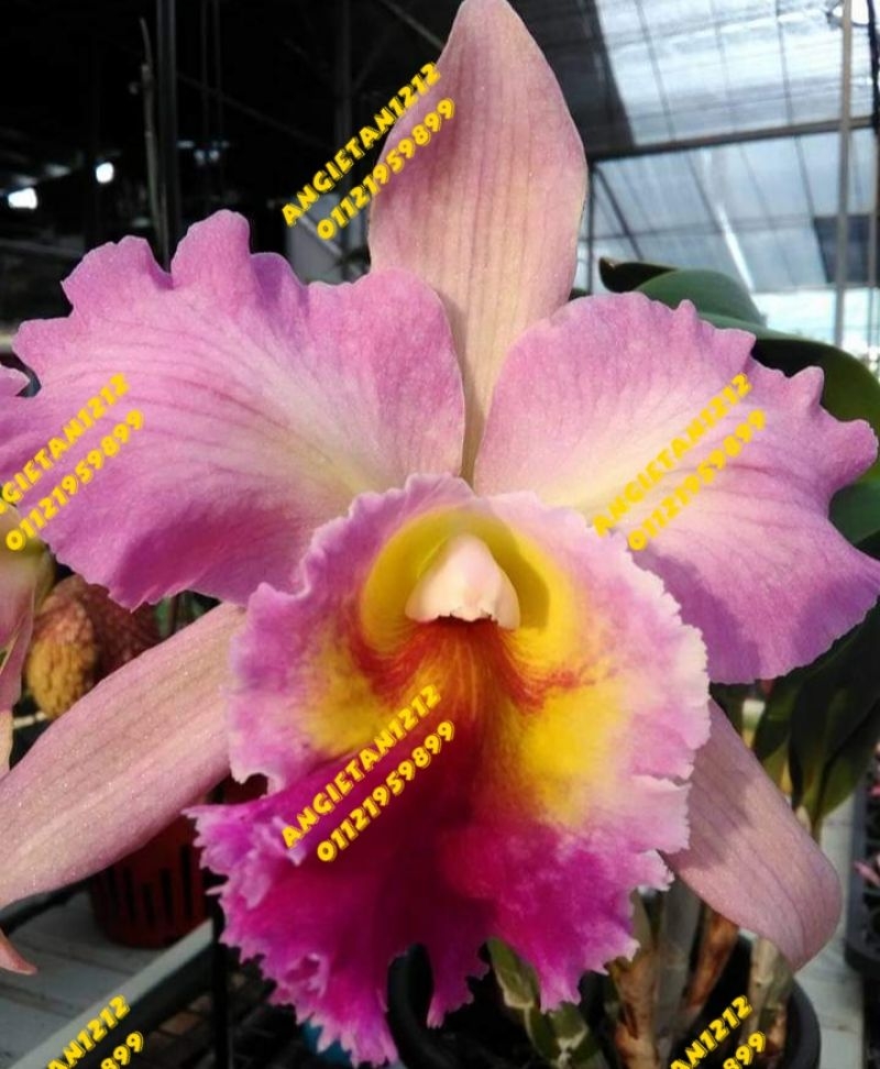 CATTLEYA CUTTING BUNGA WANGI MINIMUM PEMBELIAN 2(JUAL CUTTING TANPA ...