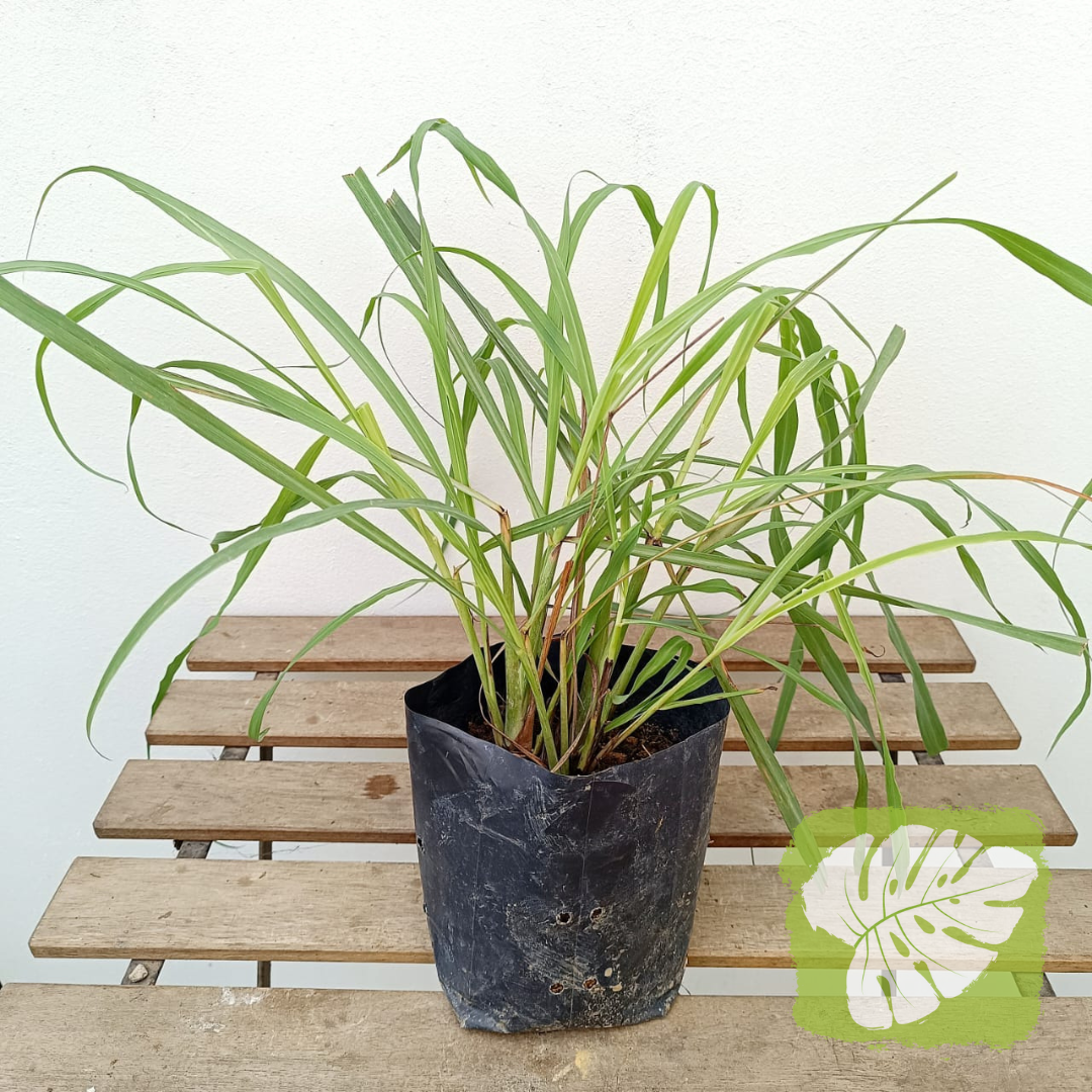 Lemongrass Citronella Pokok Serai Pokok Serai Wangi Pokok Serai Makan ...