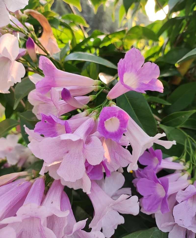 Rina • pokok bunga garlic vine • menjalar berbau wangi creeper outdoor ...