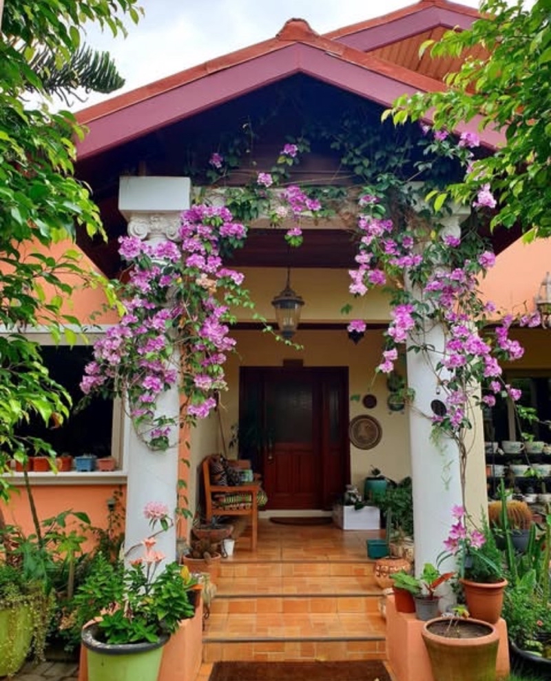 Rina • pokok bunga garlic vine • menjalar berbau wangi creeper outdoor ...