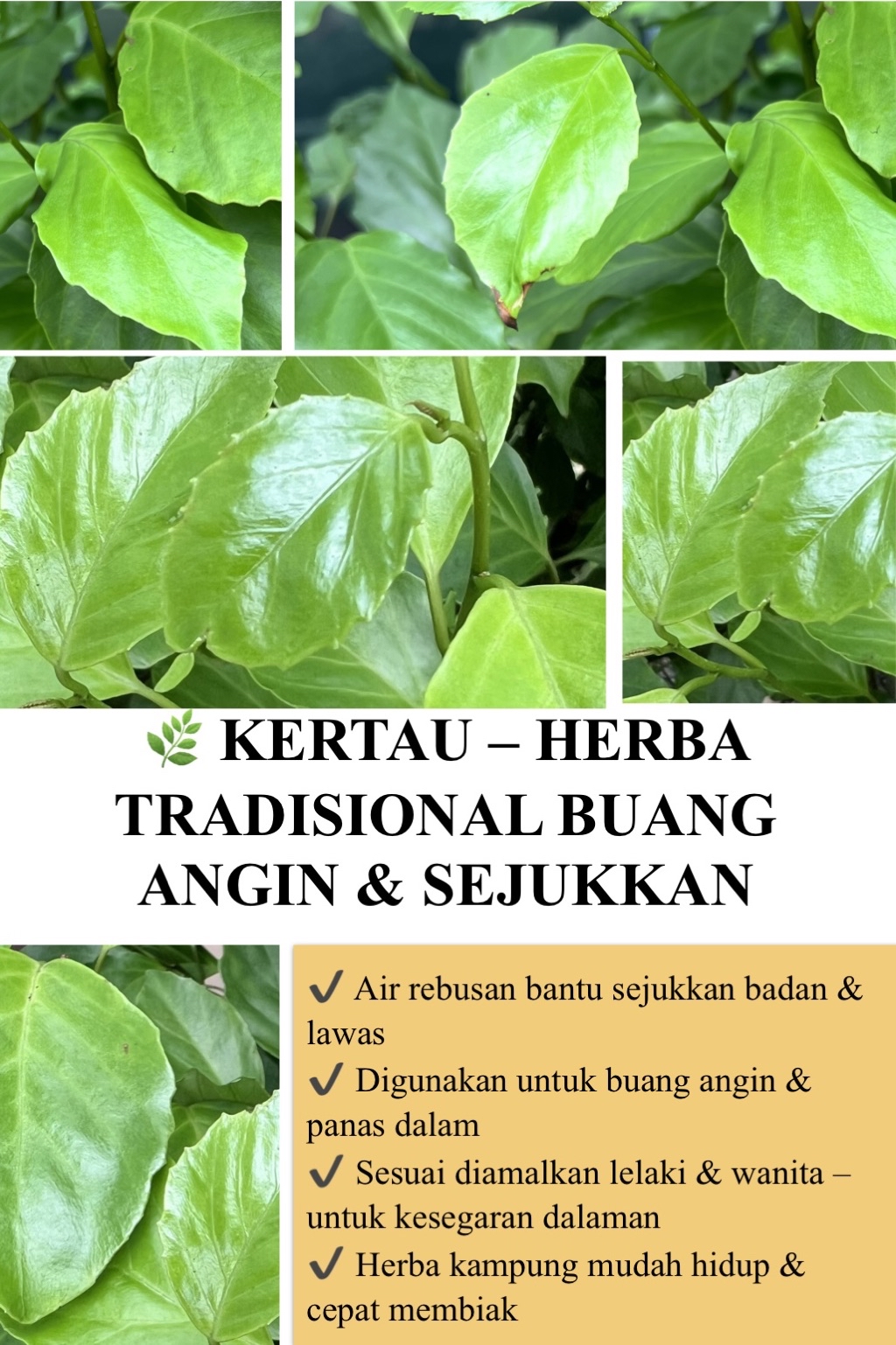 Anak Pokok Kertau Hidup – (1pasu 2-3 anak pokok) Ulam Kampung & Herba ...