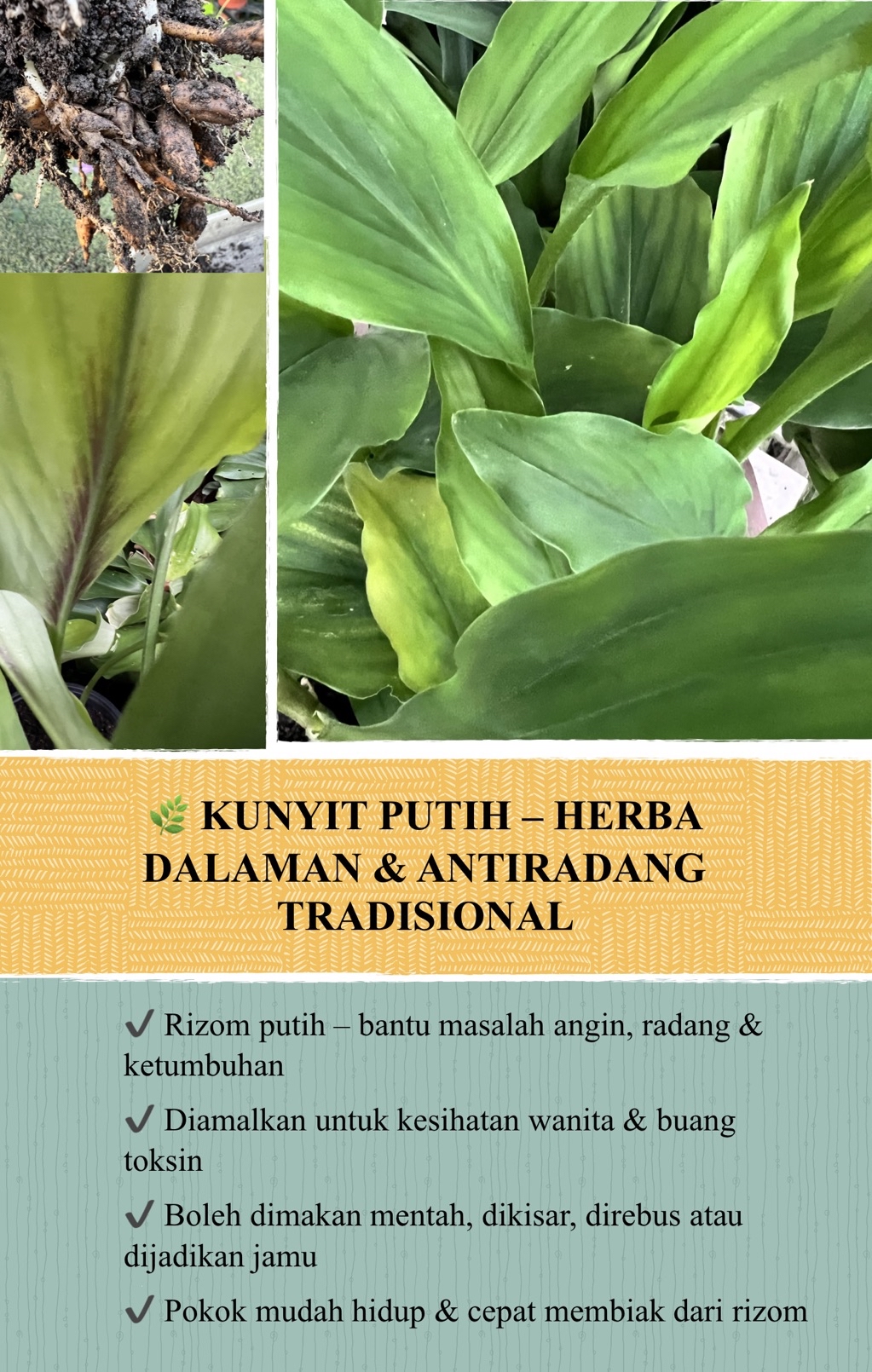 Anak Pokok Kunyit Putih Kampung – (1 pasu 2-3 anak pokok) Rizom Wangi ...
