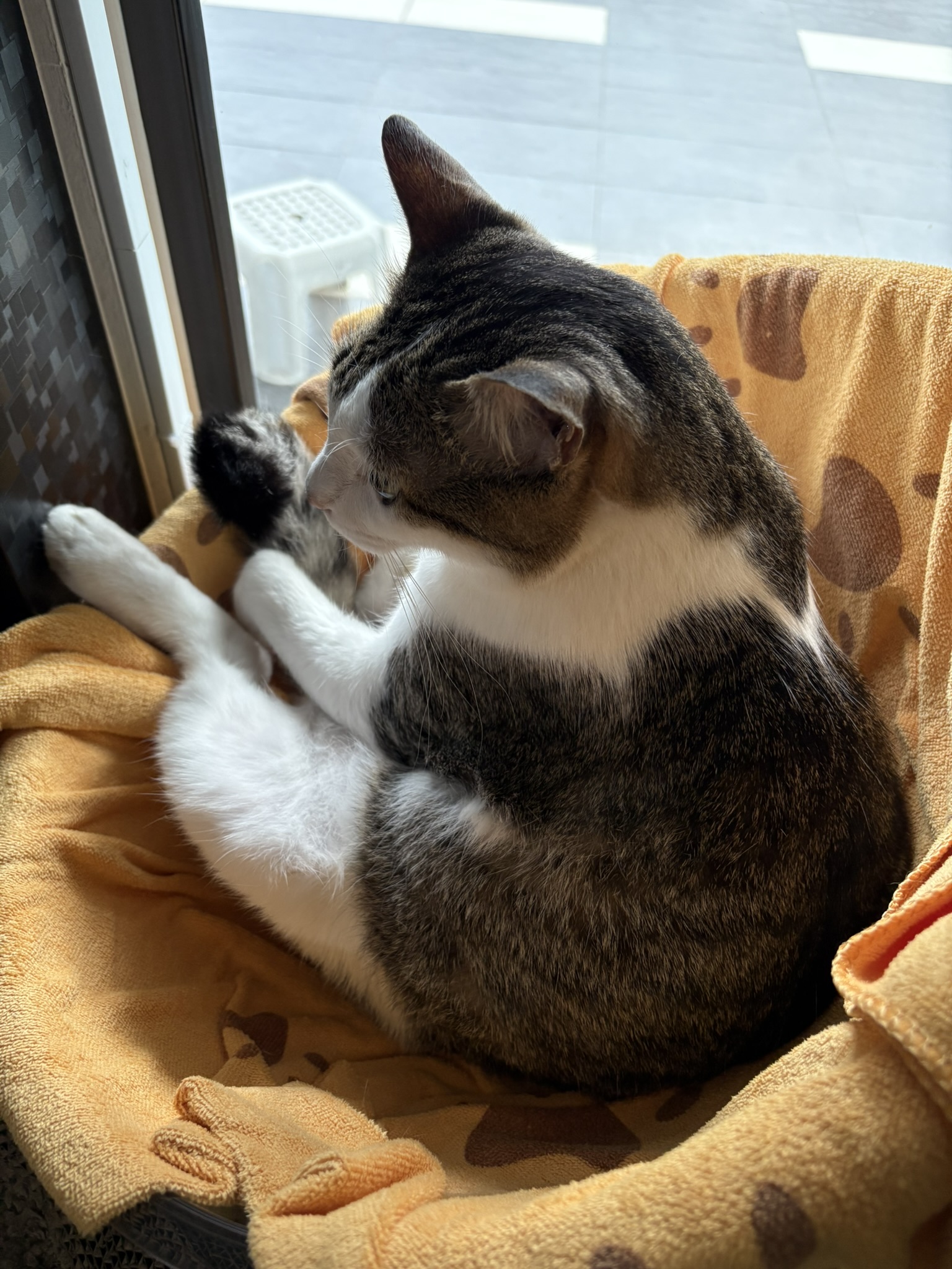 Round Space Capsule for Cat Sleeping Napping Bedding Large Acrylic ...