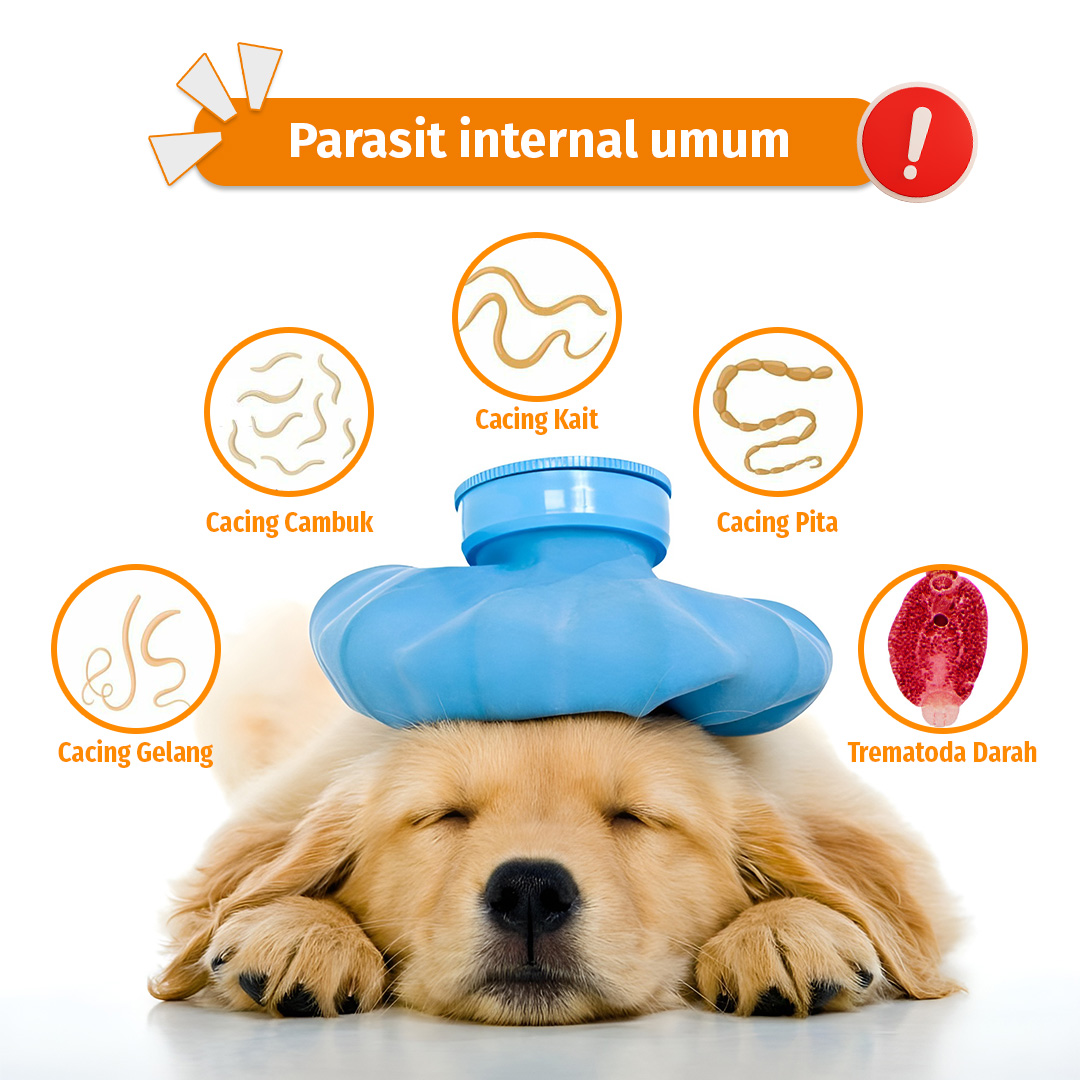 Cassiel Pet Chewable Tablet Anti Tick And Flea Dewormer For Dogs Puppy ...