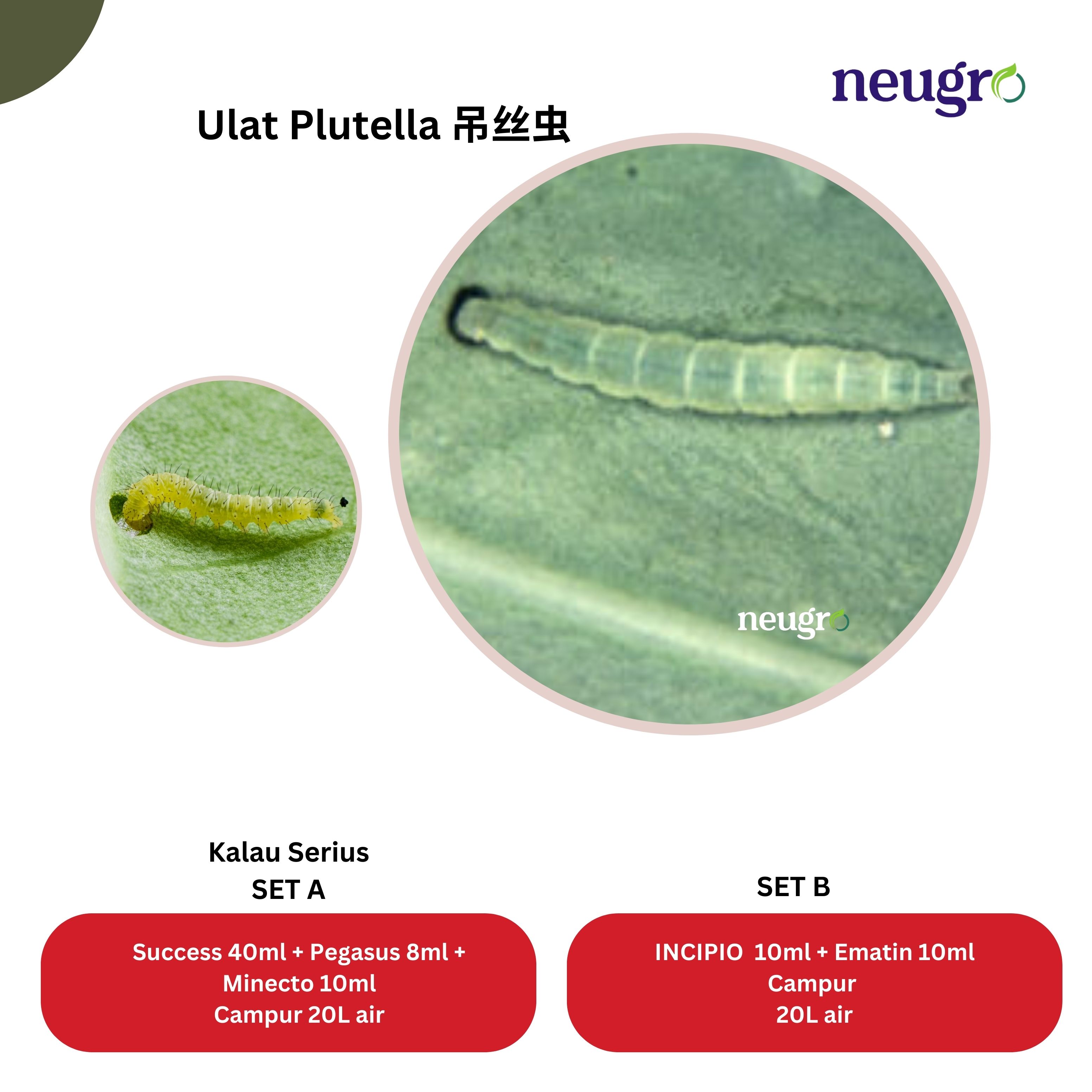 Corteva Success 25SC (1L) Spinosad 2.5% - Racun Serangga Ulat Plutella ...