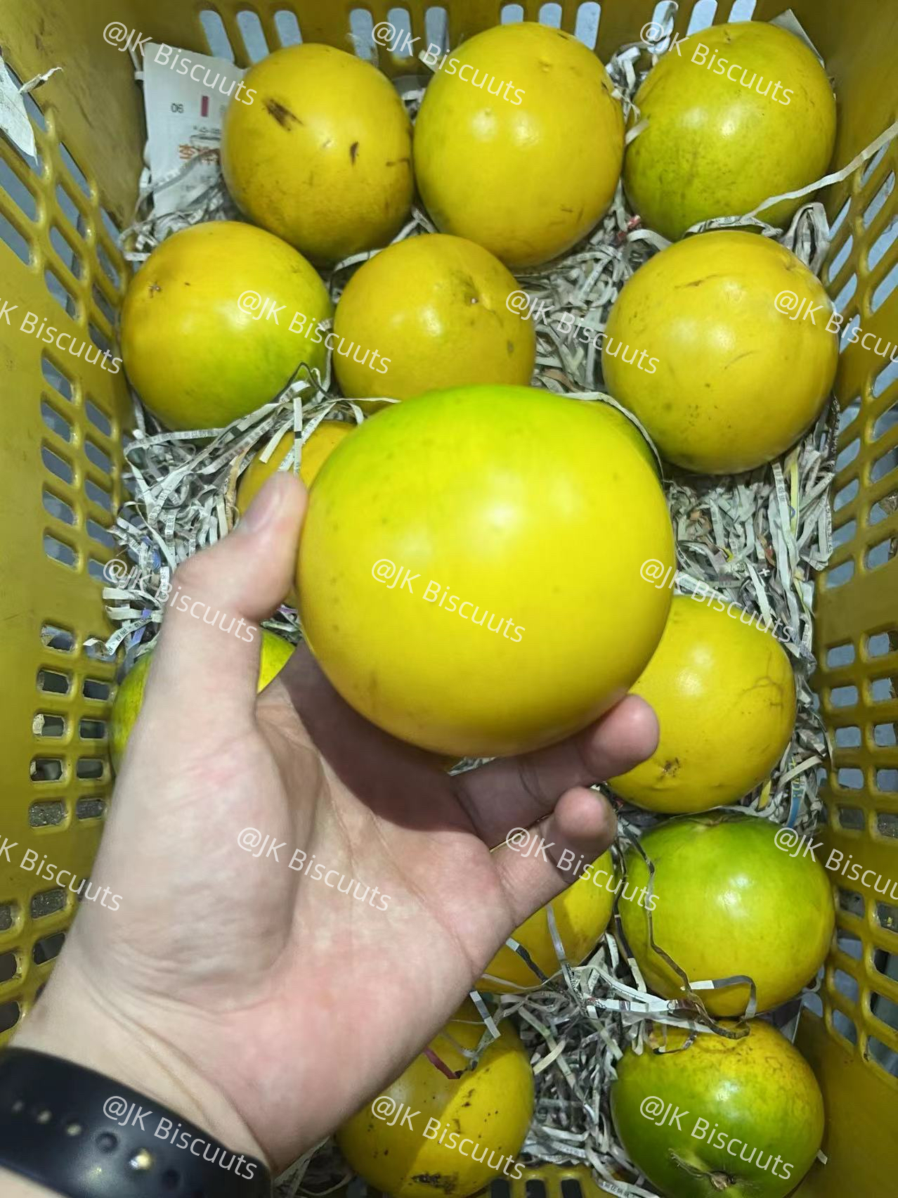 Buah Abiu , Fresh & Manis ; Golden Fruit ; 鲜甜 黄金果👍👍👍,JK Biscuits, Bidor ...