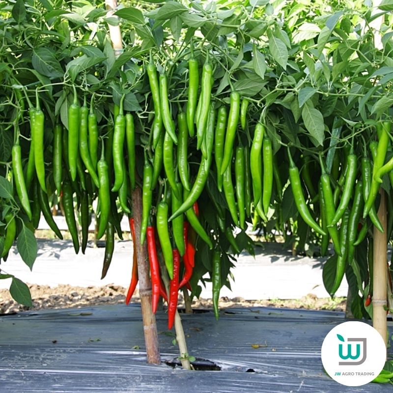 [228]F1 Extreme Yield Red Chili Seeds | Benih F1 Cili Merah Hasilan ...