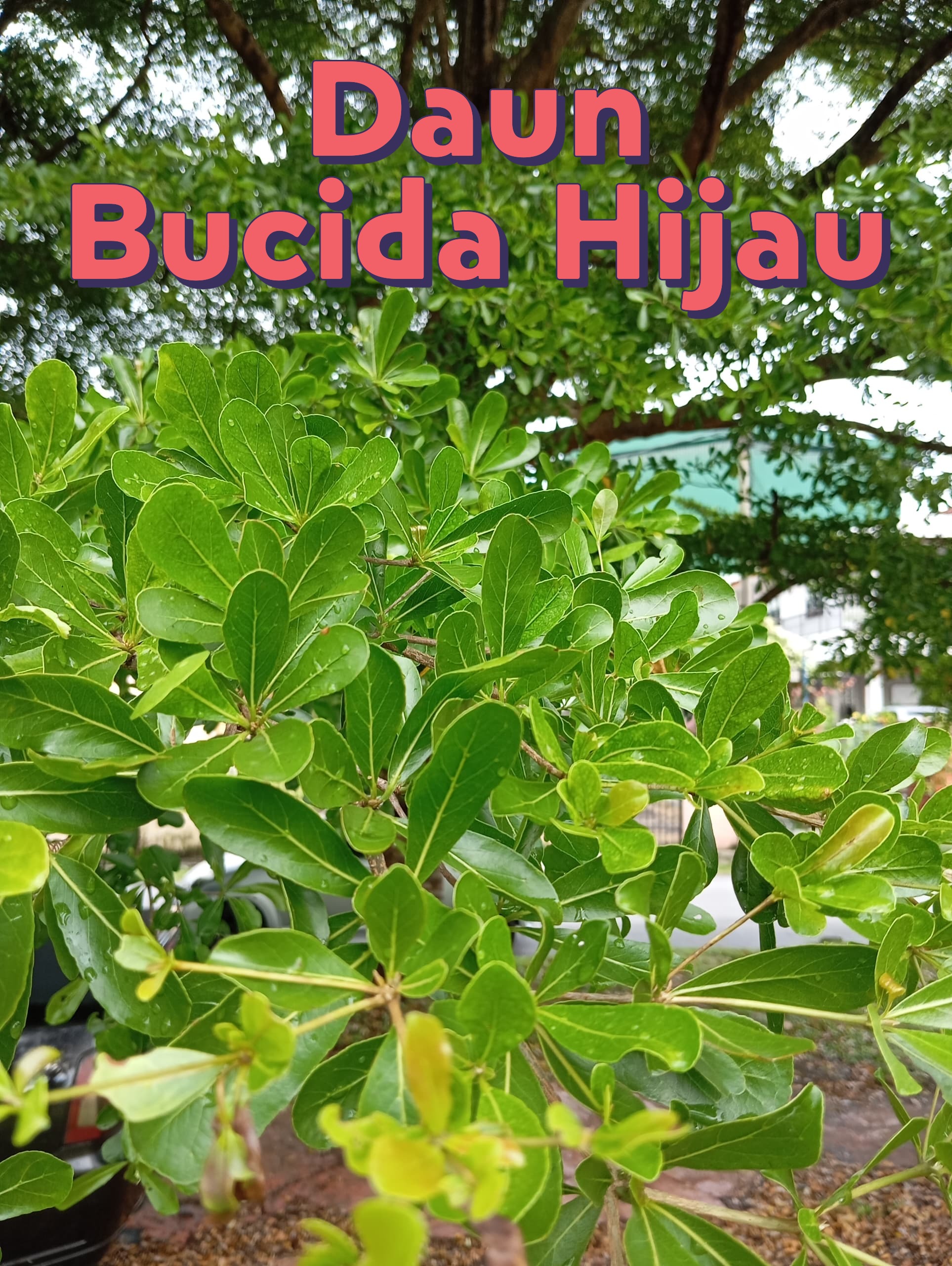 Biji benih Bucida Hijau / Pokok Doa / Black Olive Tree | Shopee Malaysia