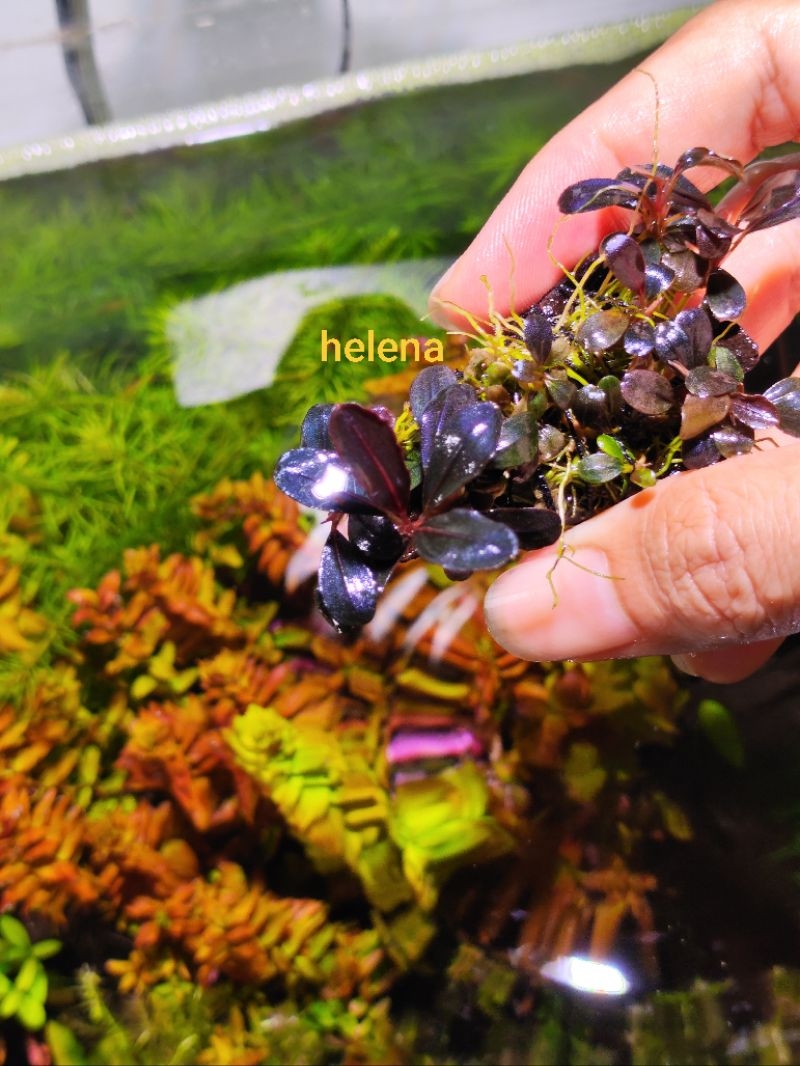 Bucephalandra sp(1stalk 5leaf+-,submerged form) | Shopee Malaysia