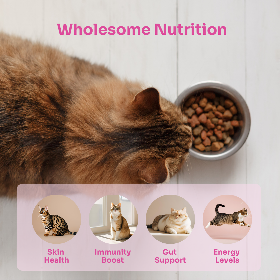 Tera Diet Makanan Kucing Cat Food High Protein 6kg 12kg | Shopee Malaysia