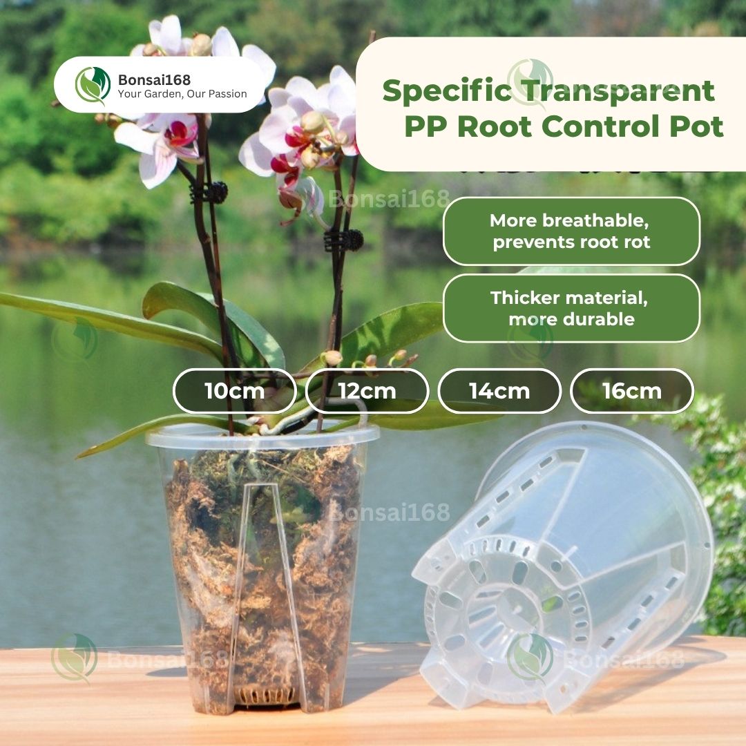 🔥Bonsai168🔥Transparent Root Control Plant Pot | Pasu Bunga Telus ...