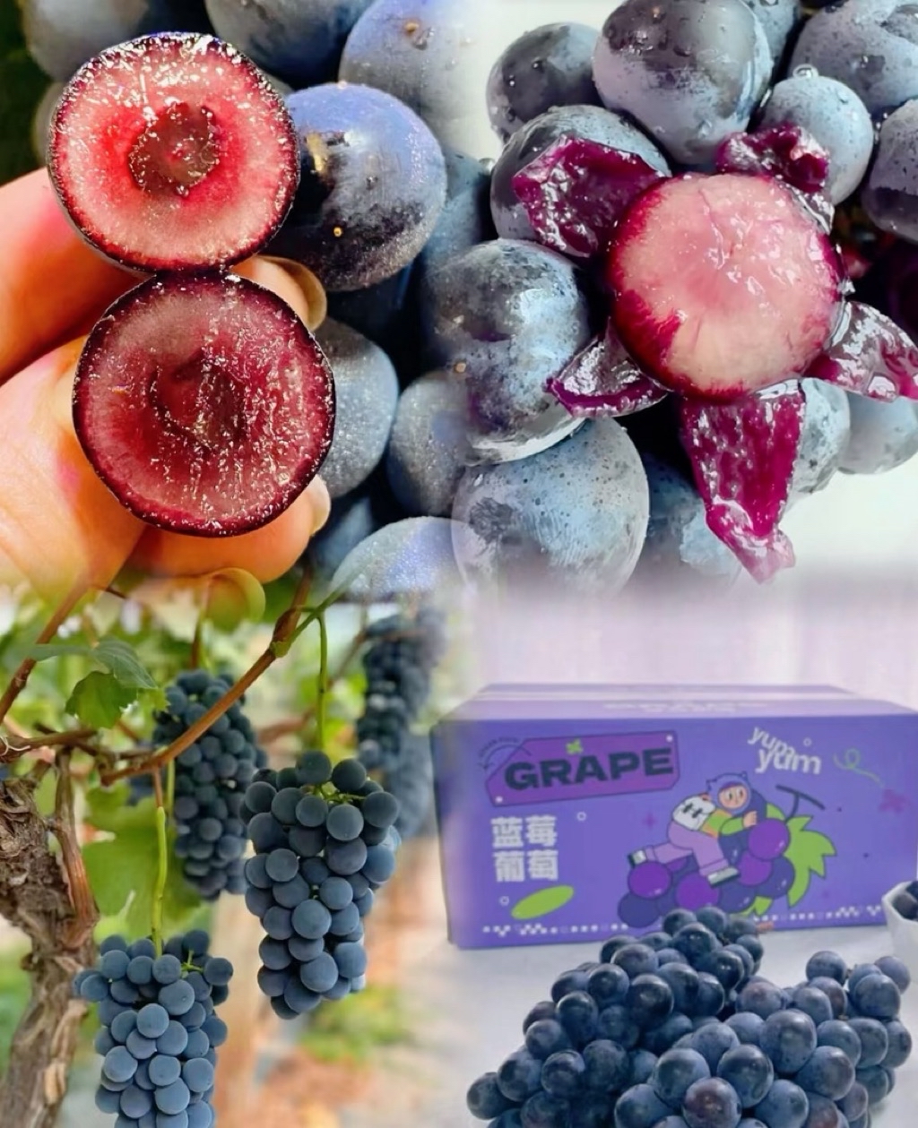 China Blueberry Grapes Seedless Sweet & Crunchy Grapes ...