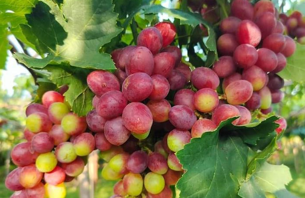 Anak Pokok Anggur Everest Seedless | Shopee Malaysia