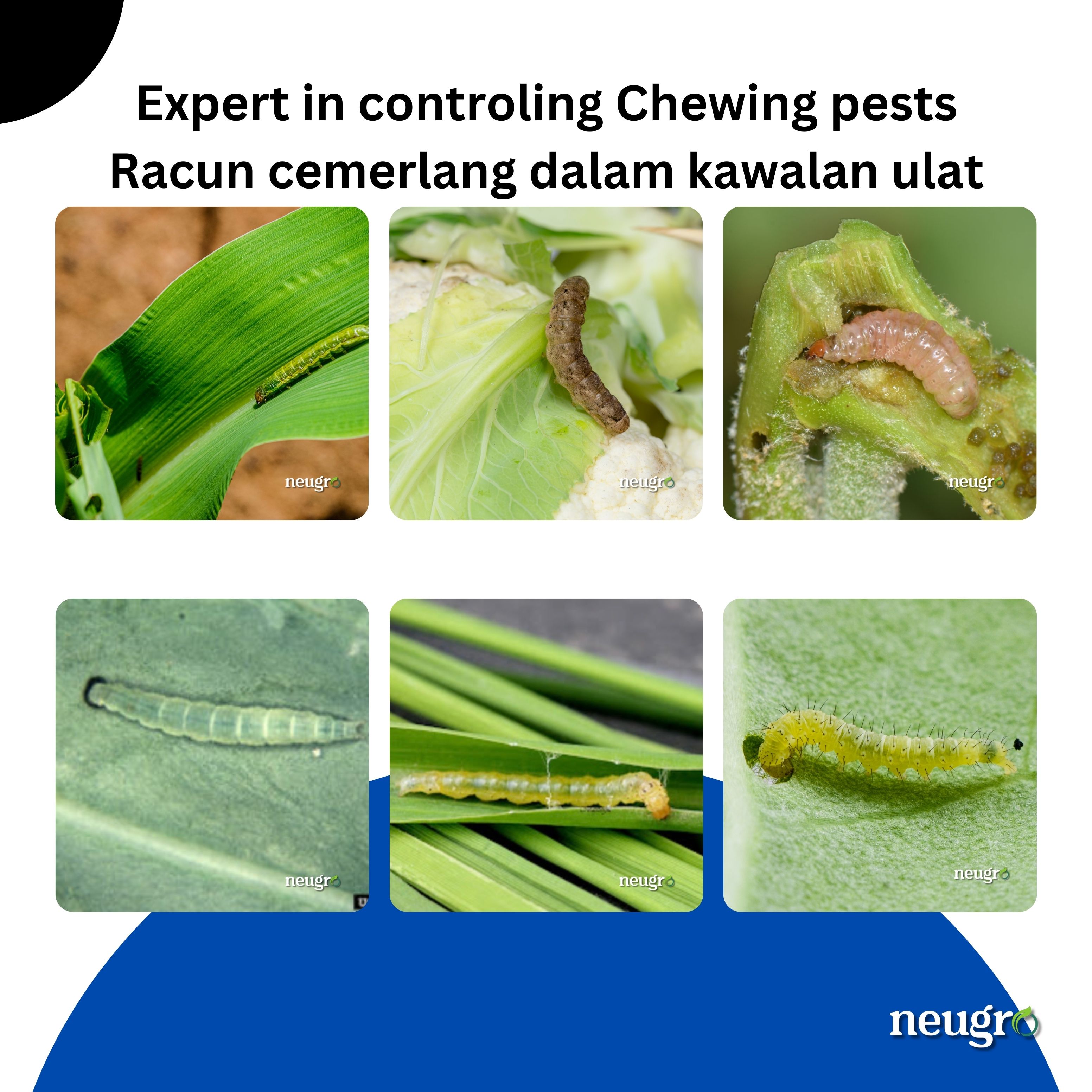 Syngenta Match 050EC (500ml) Lufenuron 5.36% Insecticide - Racun ...