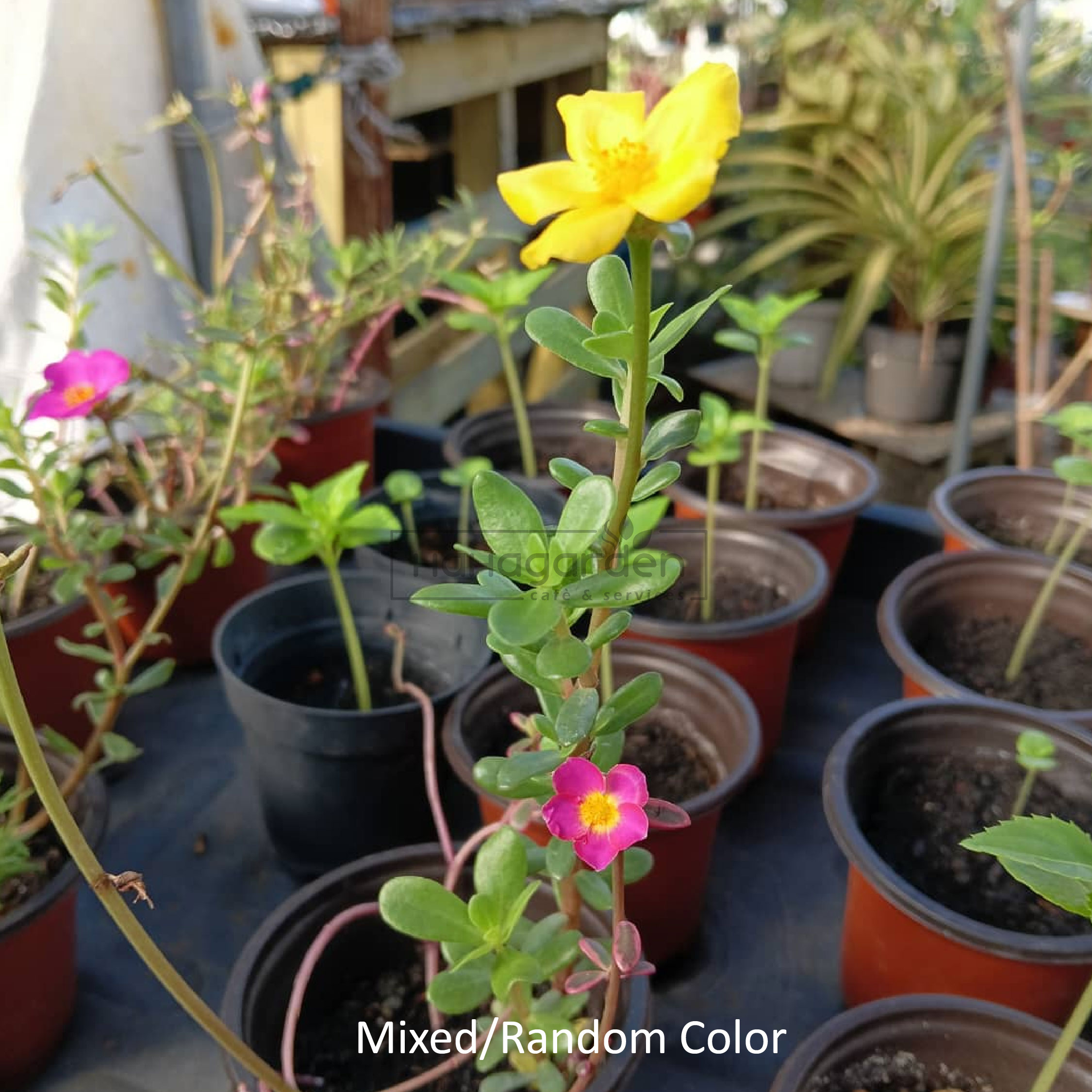 Anak Pokok Bunga Ros Jepun/Japanese Rose/Pokok Bunga Pukul 10 - Mixed ...