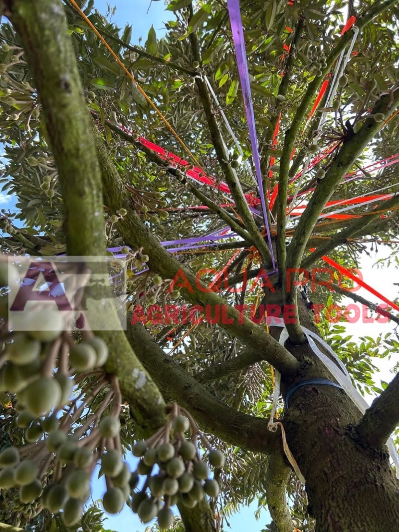 AquaPro Thailand Durian Rope 1” X 200M / Support Tie Durian Tree ...