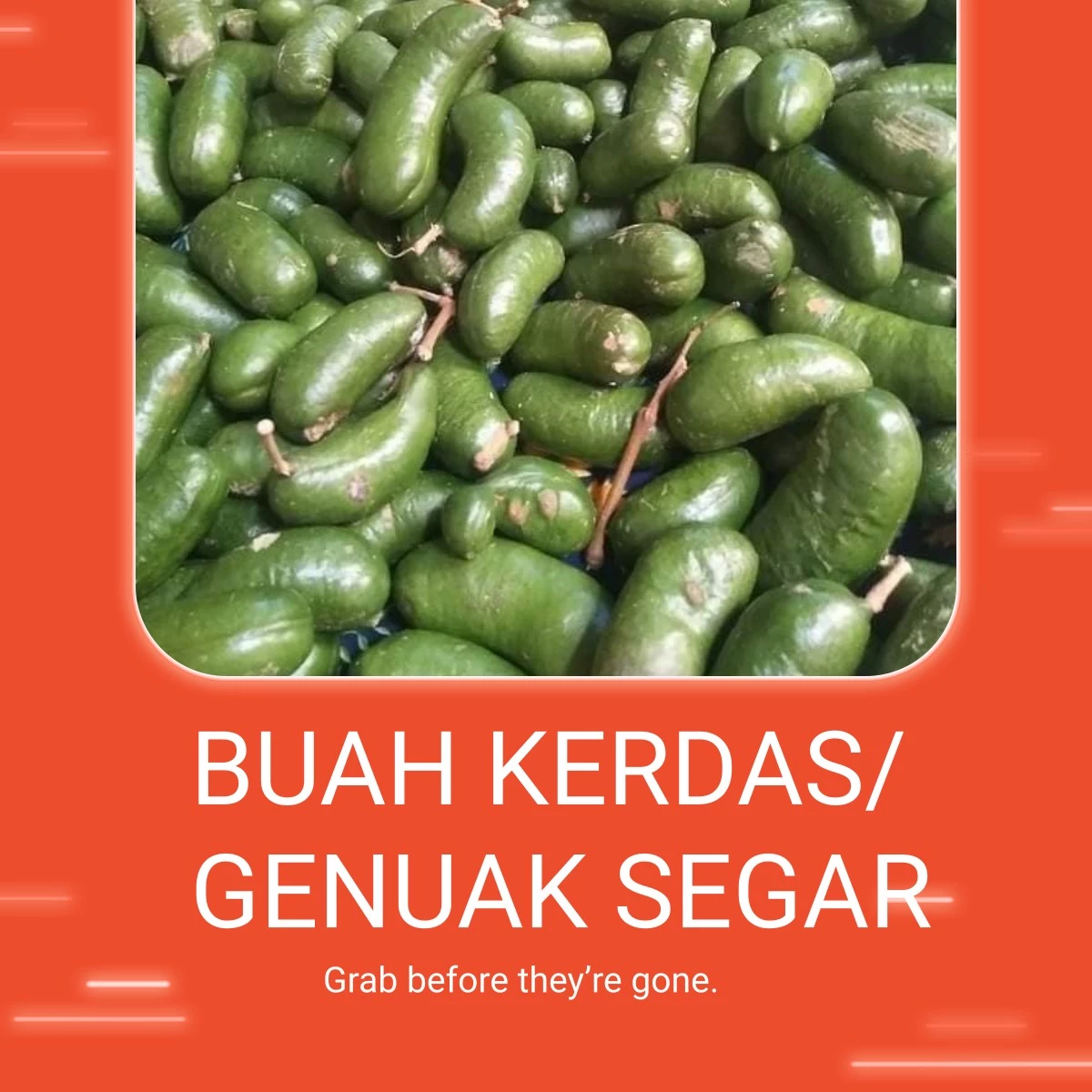 Buah Kerdas Segar Kampung/Buah Kerdas Genuak/Buah Genuak Kampung/Buah ...